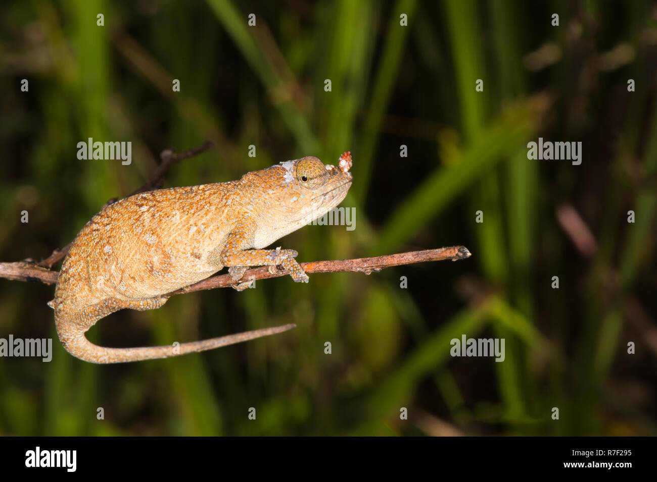 Blade Chameleon (Calumma gallus), female, Madagascar Stock Photo - Alamy