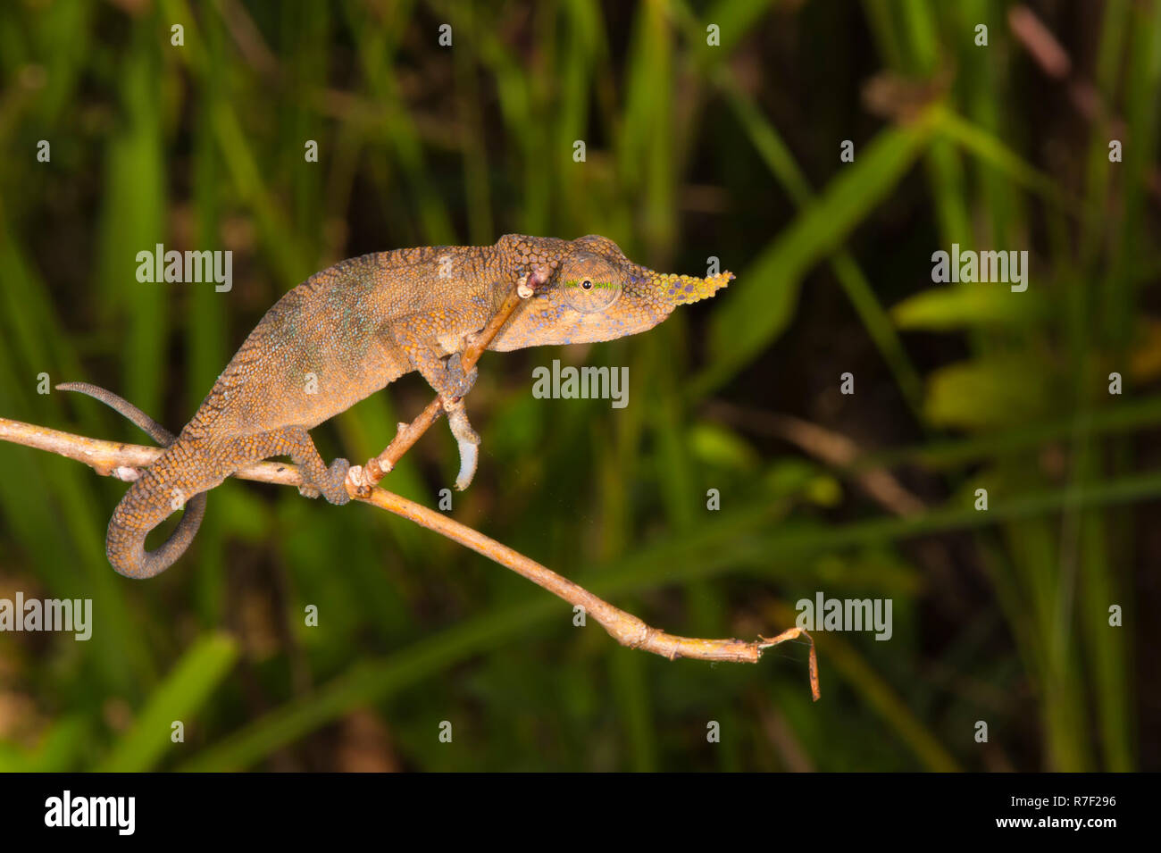 Blade Chameleon (Calumma gallus), male, Madagascar Stock Photo - Alamy