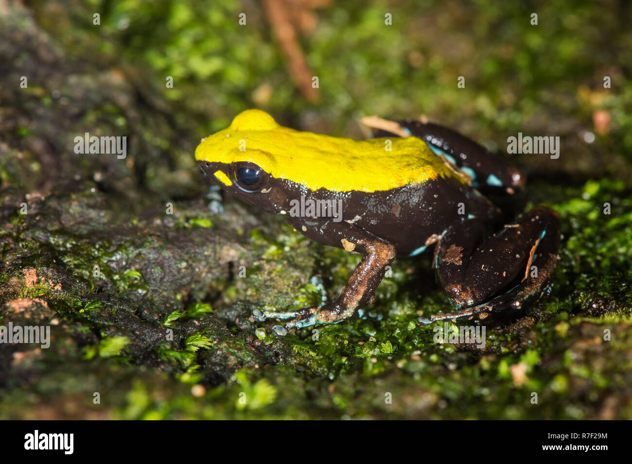 Climbing or Green-backed Mantella (Mantella laevigata), Madagascar ...