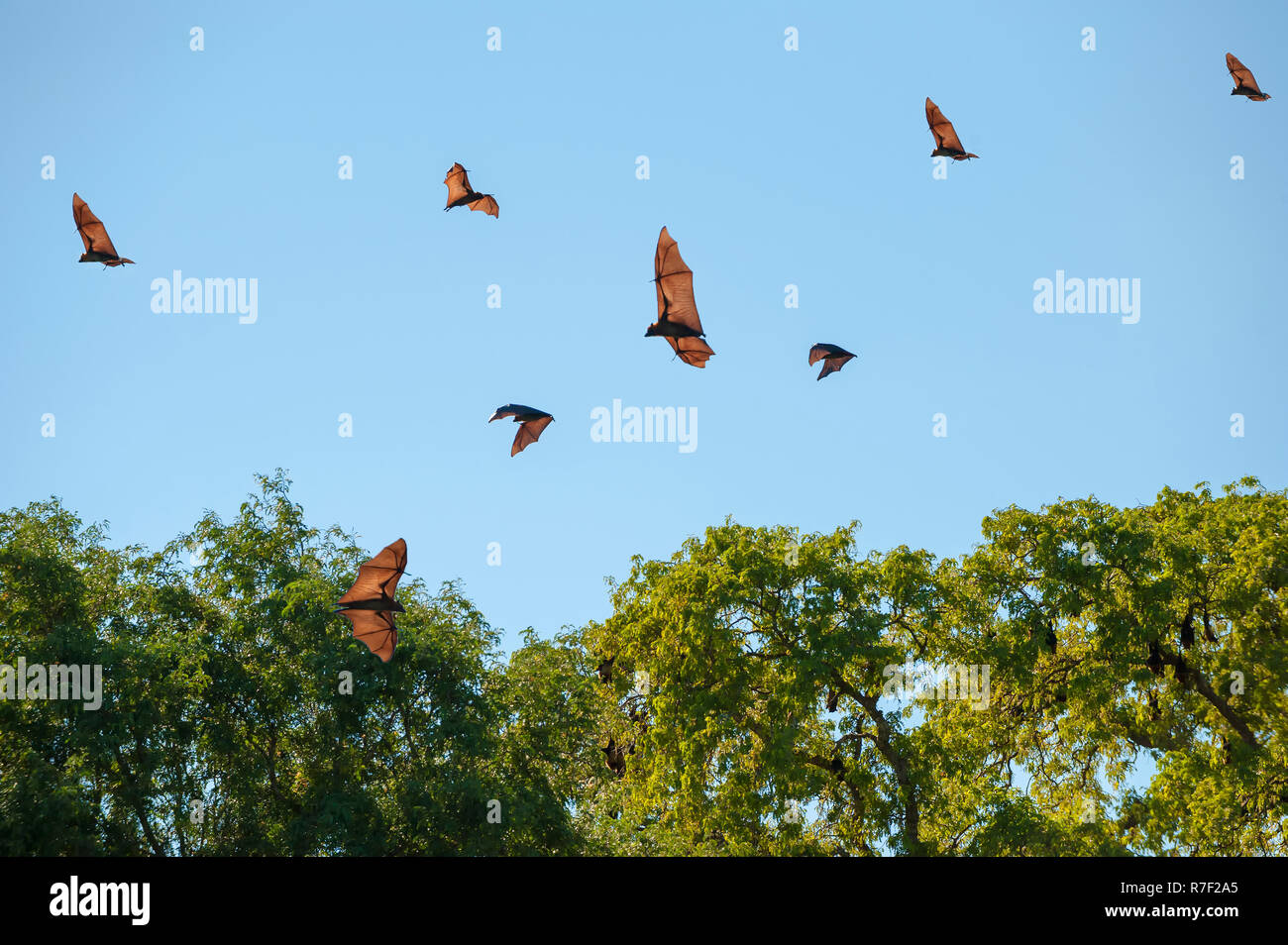 Flying foxes in flight hi-res stock photography and images - Alamy