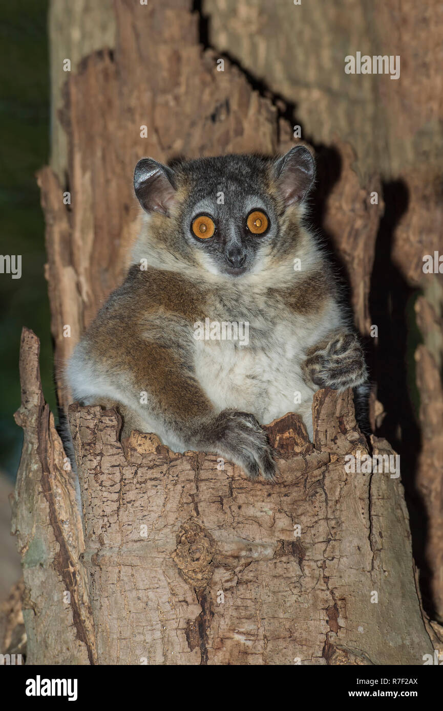 White-footed Sportive Lemur (Lepilemur leucopus) in a tree hole ...
