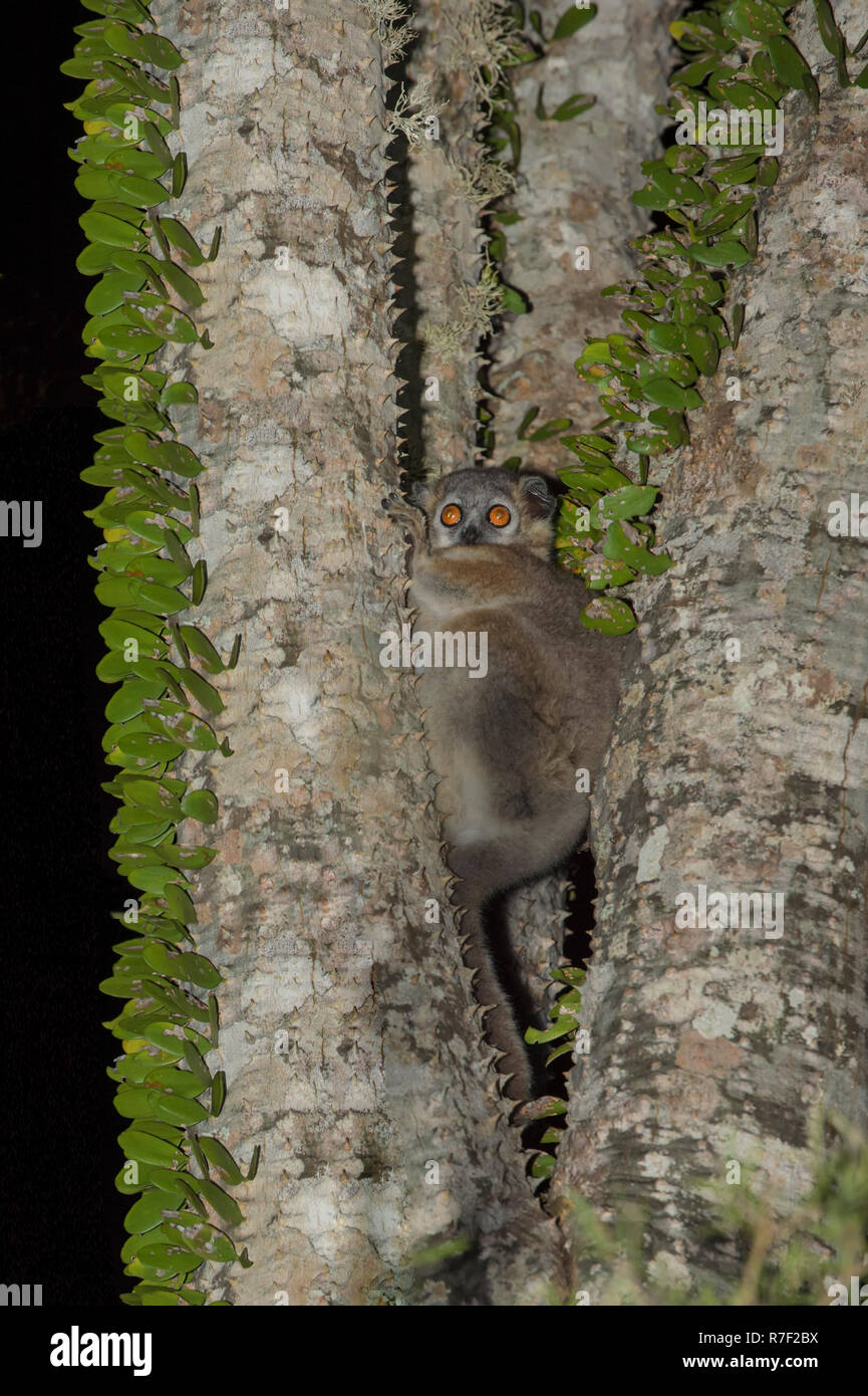Reddish gray mouse lemur hi-res stock photography and images - Alamy