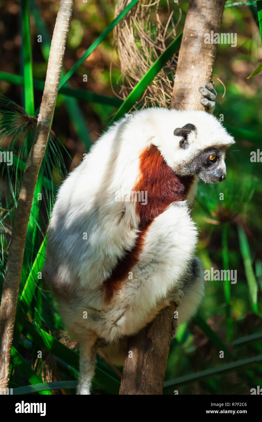 Coquerel's Sifaka (Propithecus coquereli), Madagascar Stock Photo - Alamy