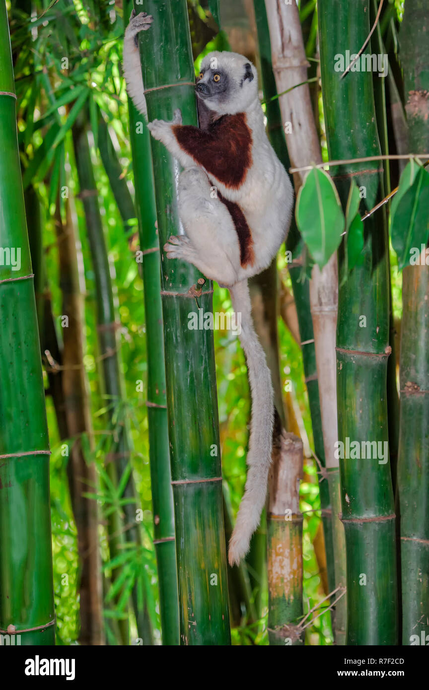 Coquerel's Sifaka (Propithecus coquereli), Madagascar Stock Photo - Alamy