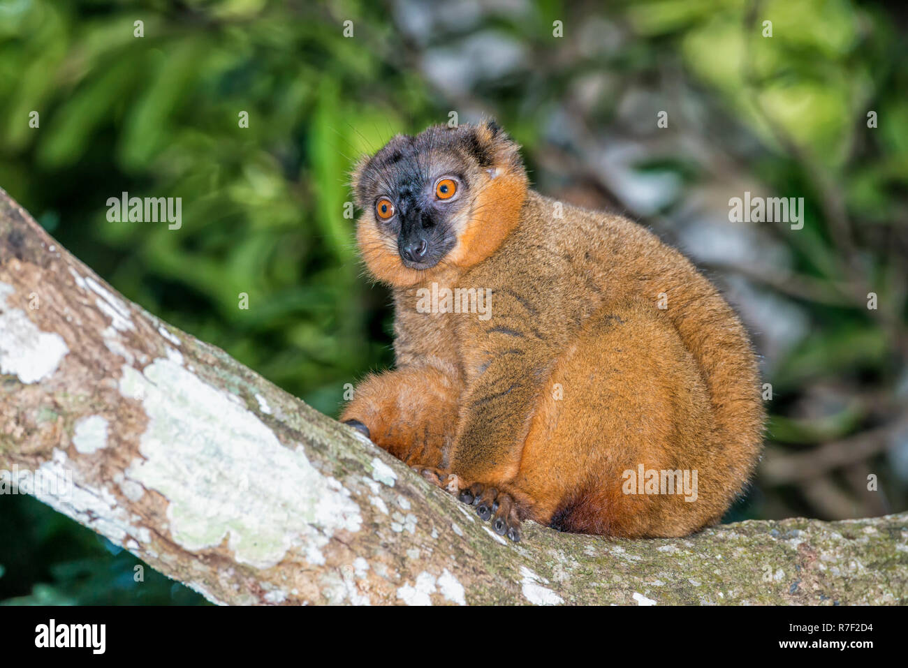 Red collared brown lemur red collared lemur hi-res stock photography and images - Alamy