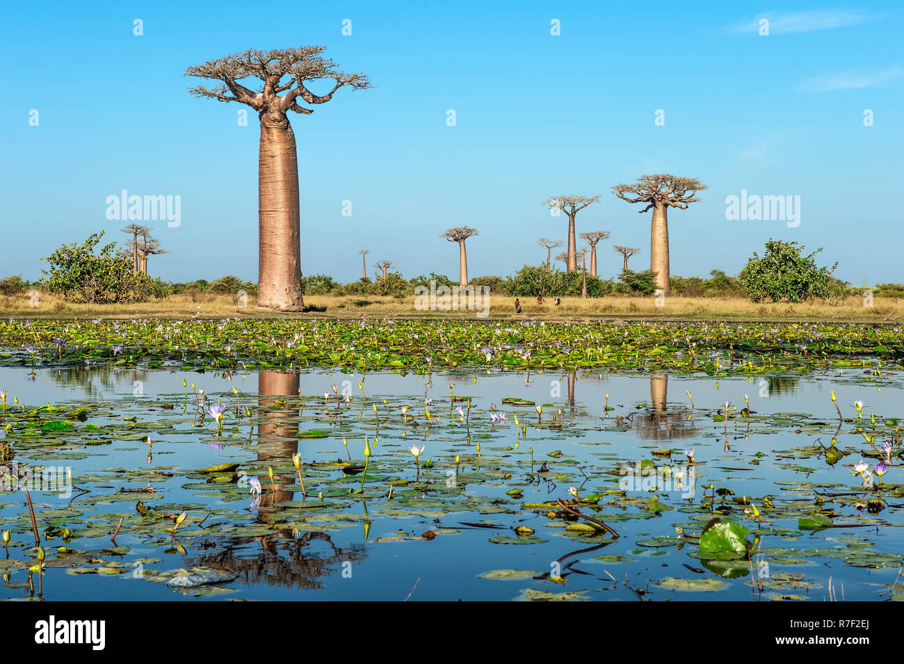 Baobab trees (Adansonia grandidieri) reflecting in the water, Morondava ...