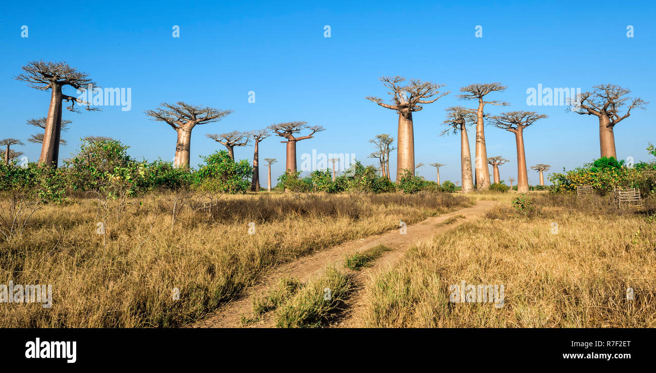Avenue of the Baobabs, Baobab trees (Adansonia grandidieri), Morondava ...