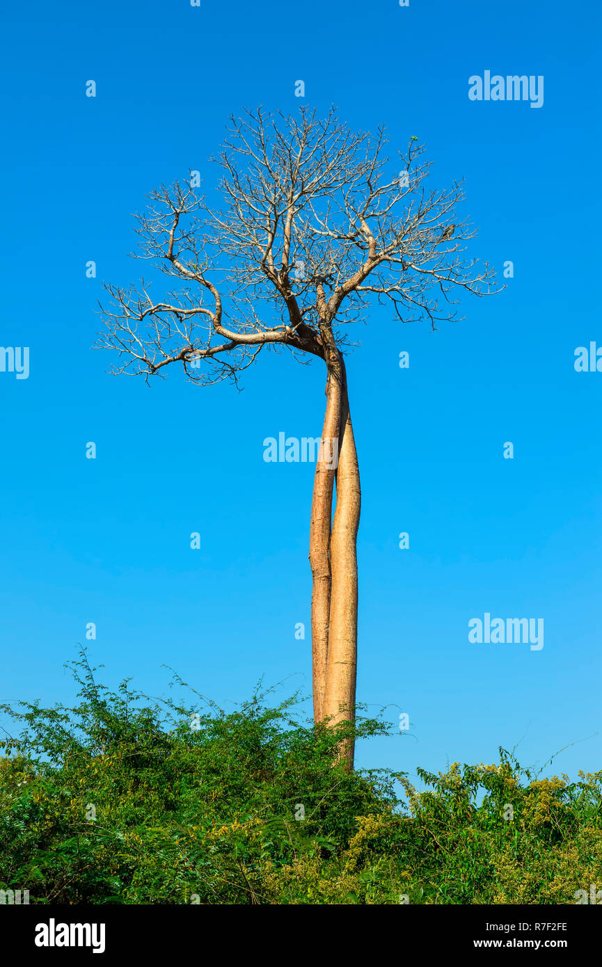Twisted Baobab trees (Adansonia grandidieri), Belo sur Tsiribihina ...