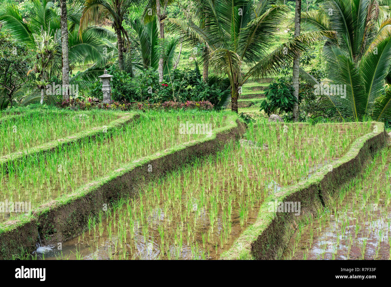Gunung Batukau rice fields, Bali, Indonesia Stock Photo - Alamy