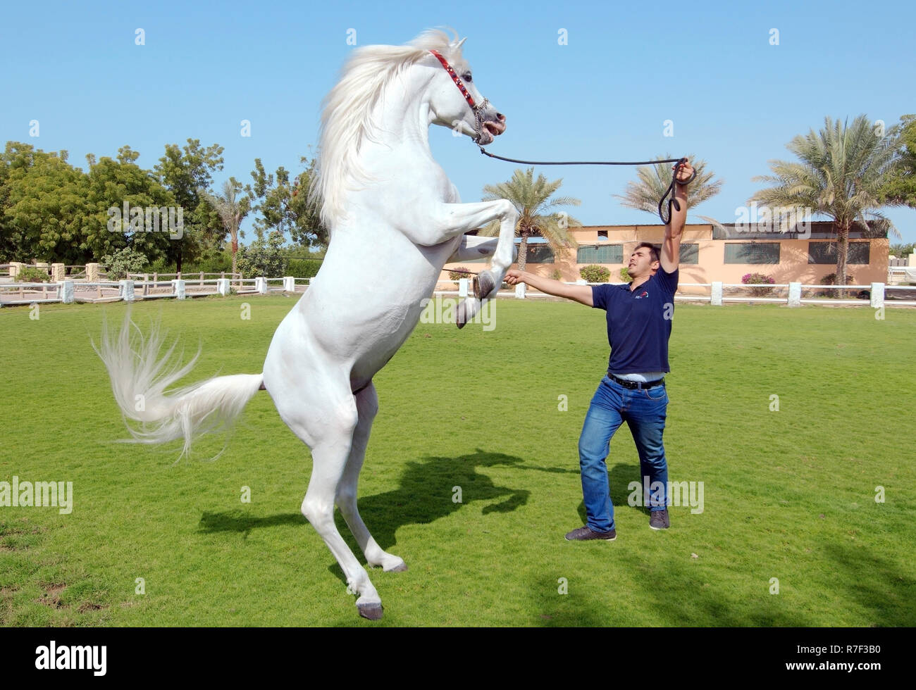 Arabian horse standing hi-res stock photography and images - Alamy