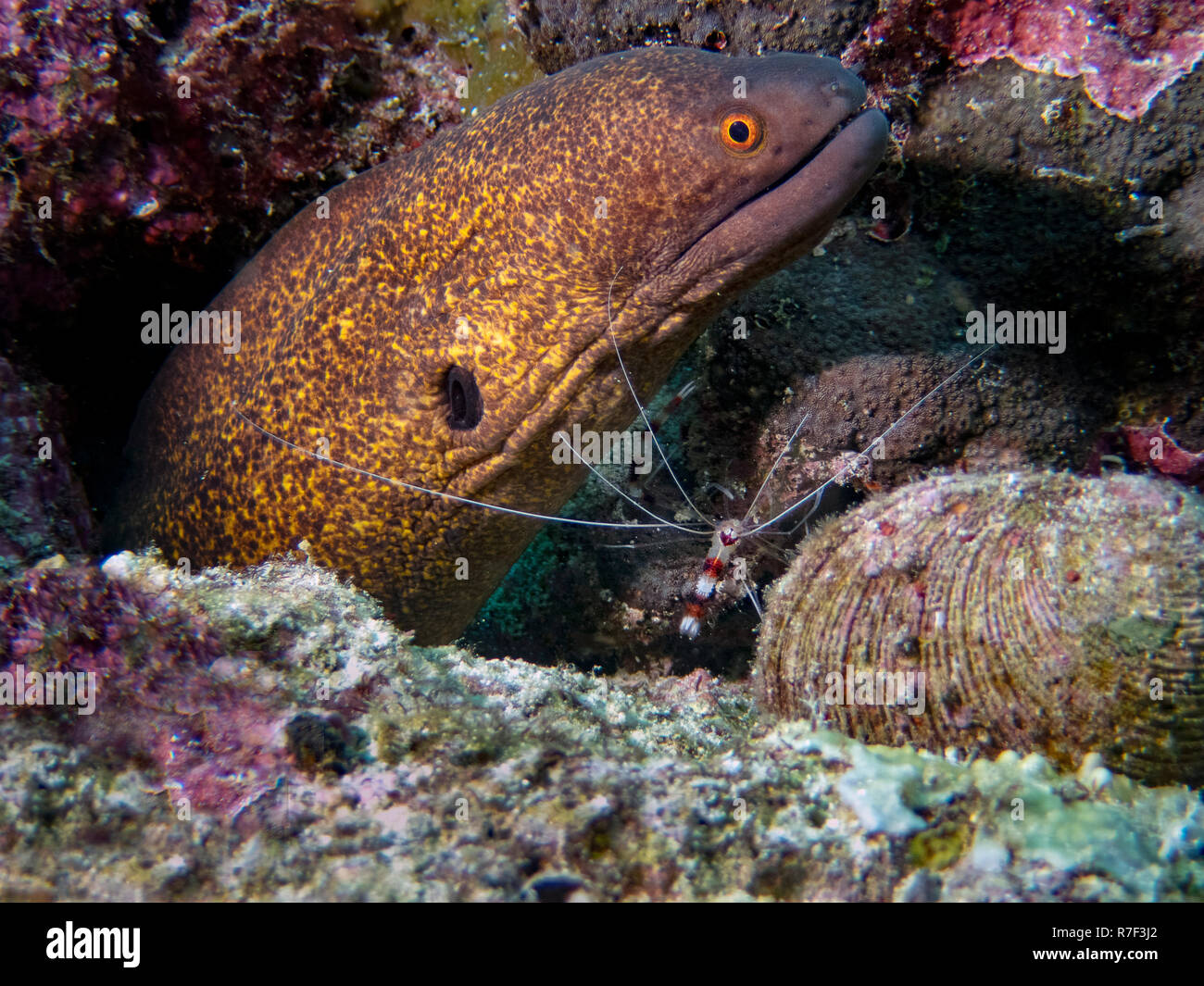 A Yellow-Edged Moray (Gymnothorax flavimarginatus) in the Indian Ocean ...