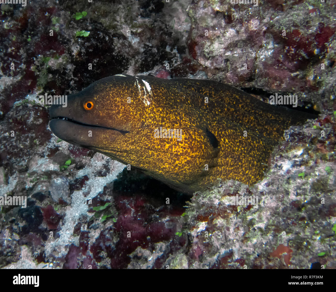 A Yellow-Edged Moray (Gymnothorax flavimarginatus) in the Indian Ocean ...