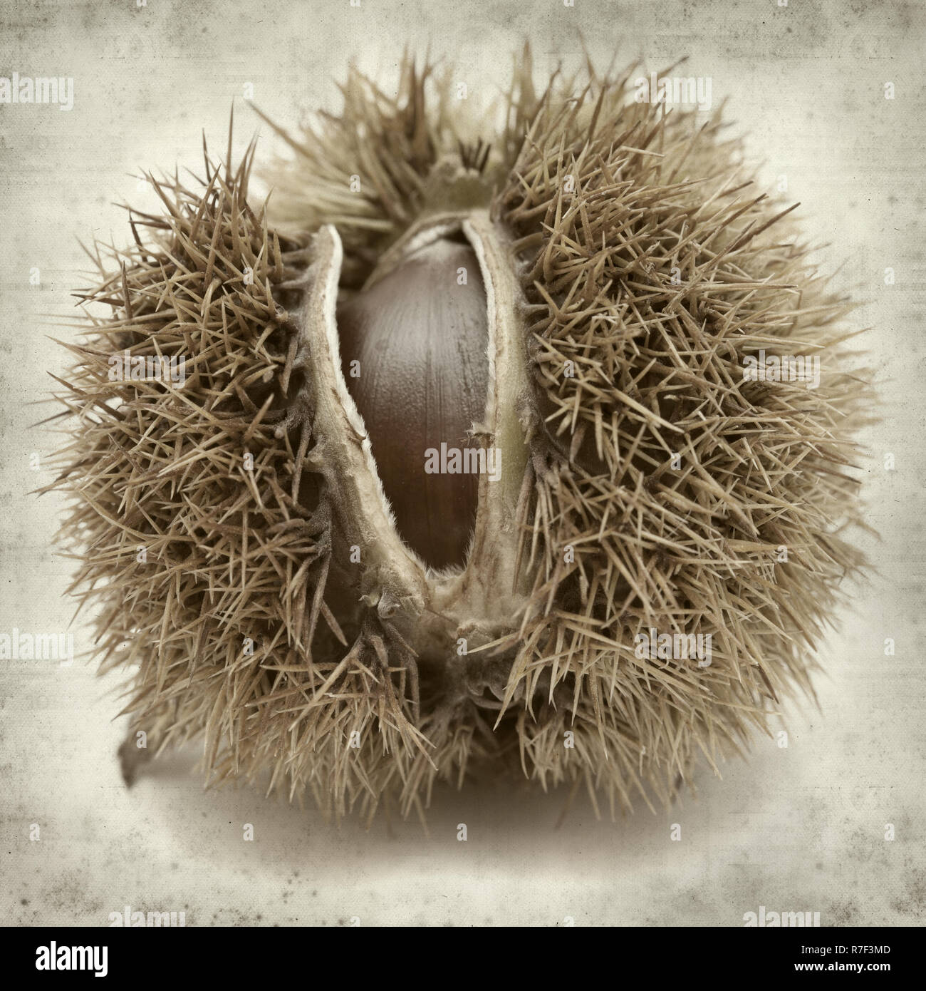 textured old paper background with sweet chestnut Stock Photo - Alamy