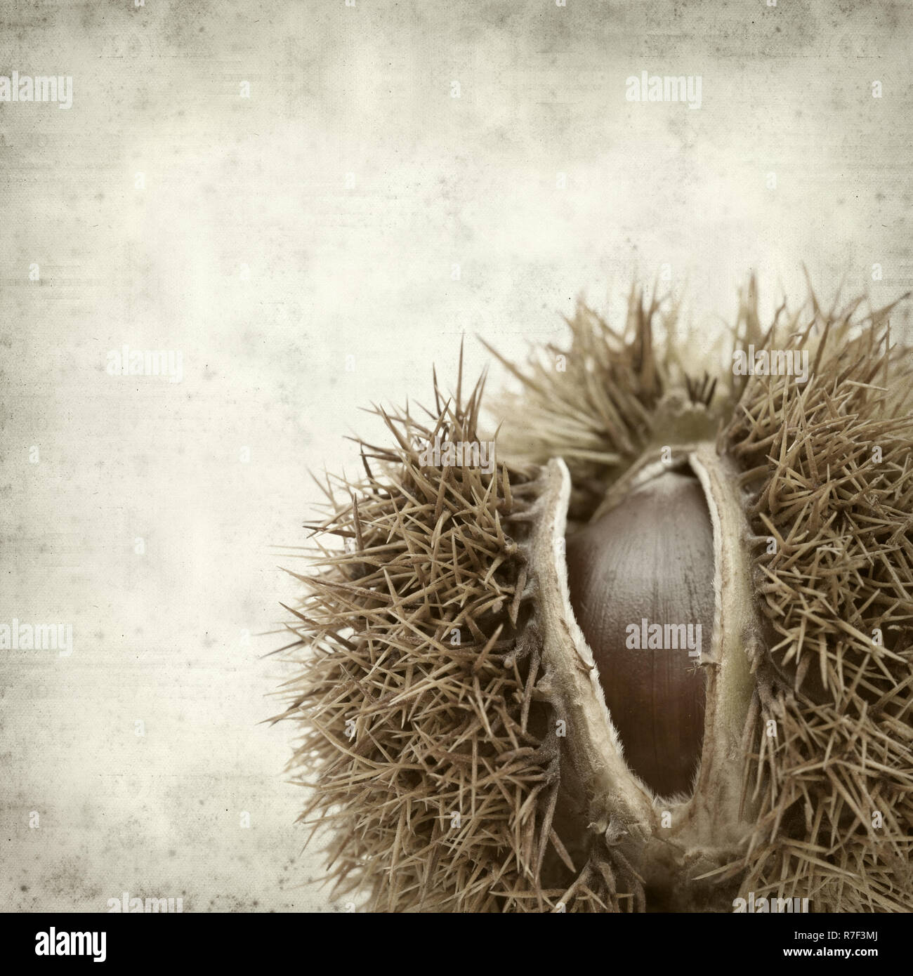 textured old paper background with sweet chestnut Stock Photo - Alamy