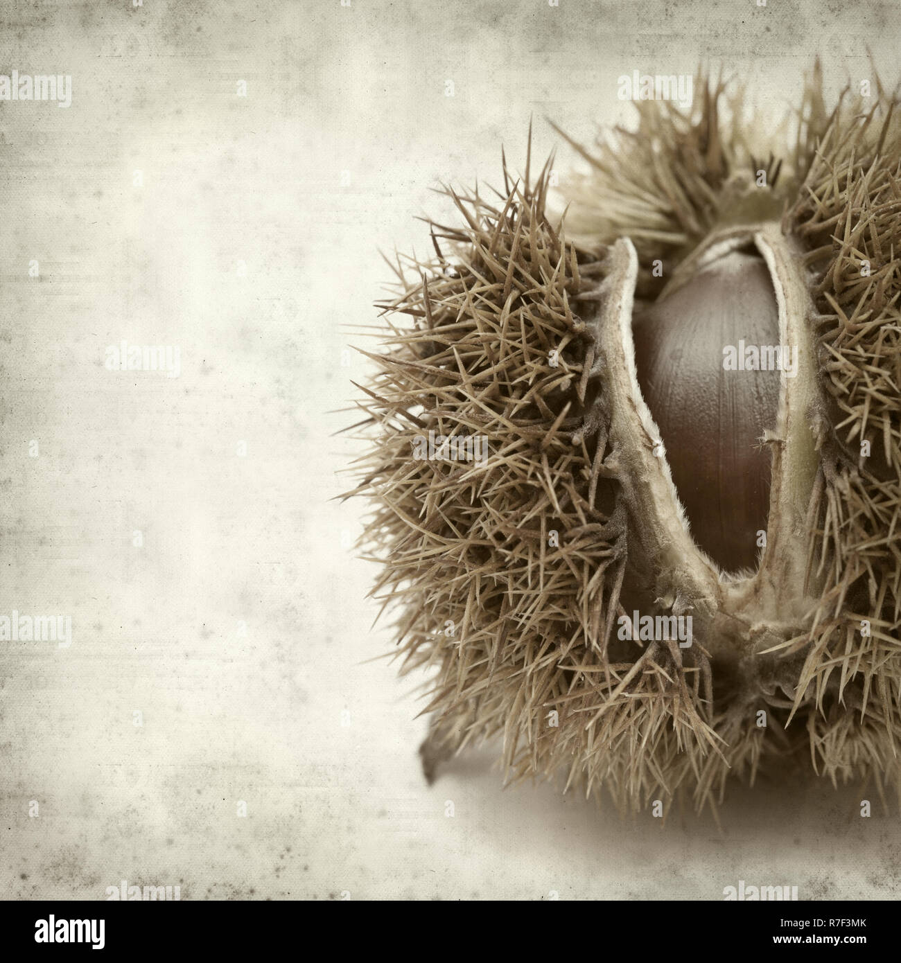 textured old paper background with sweet chestnut Stock Photo - Alamy
