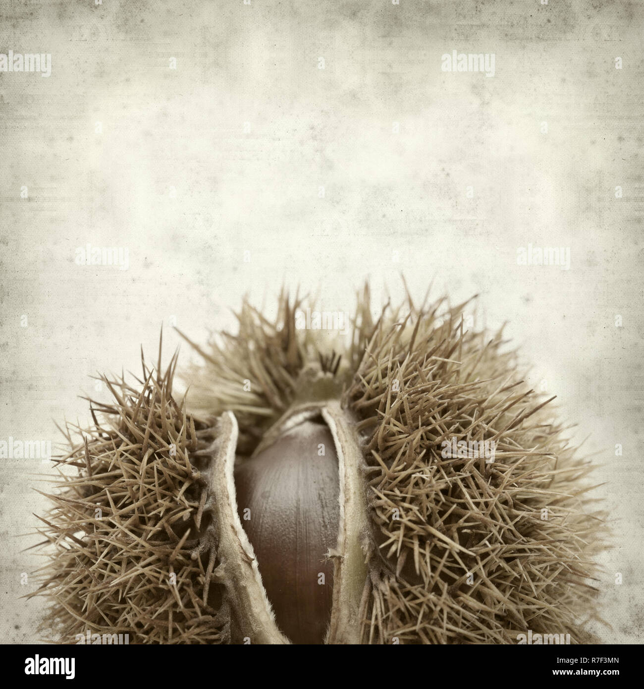 textured old paper background with sweet chestnut Stock Photo - Alamy