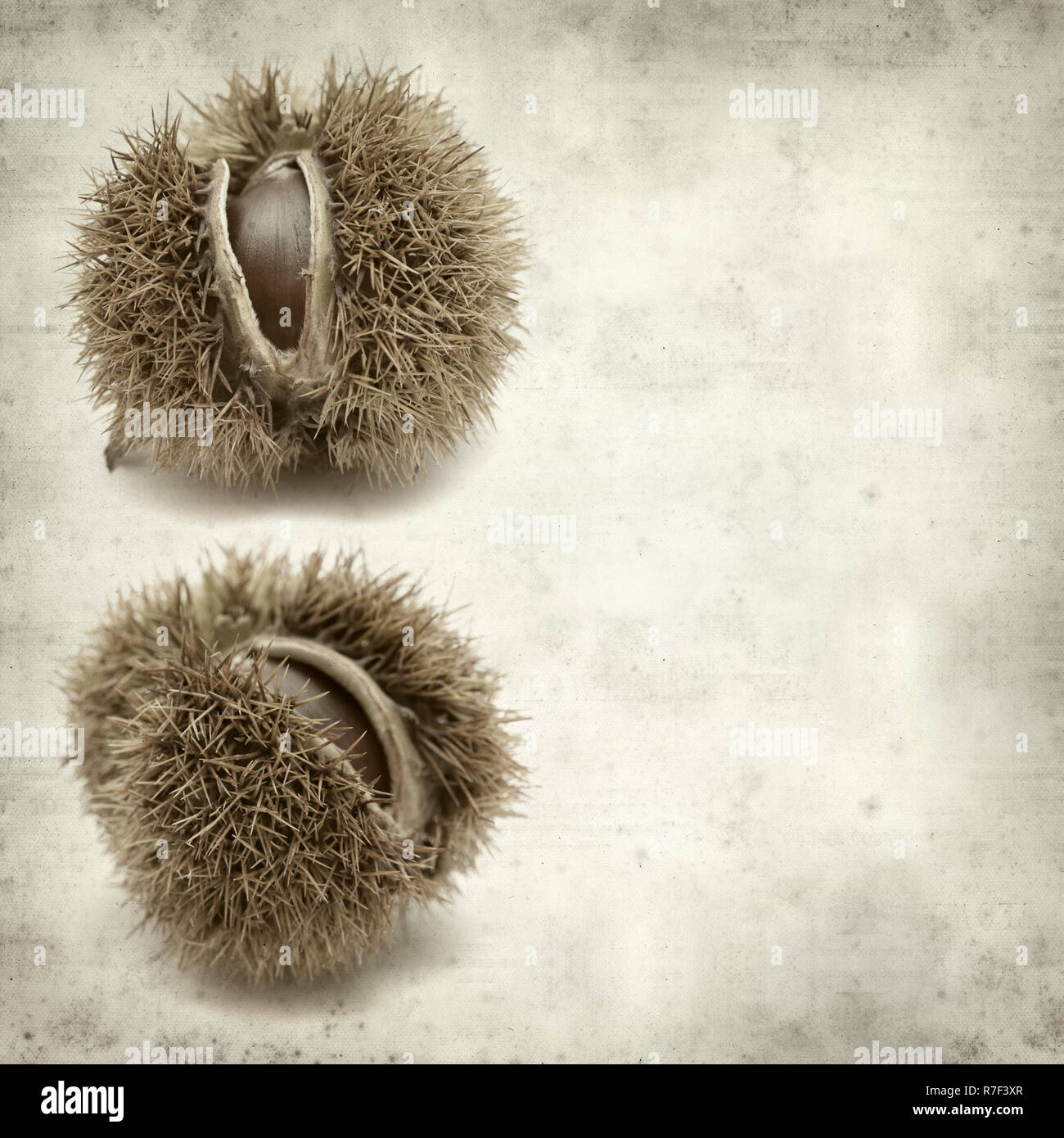 textured old paper background with sweet chestnut Stock Photo - Alamy