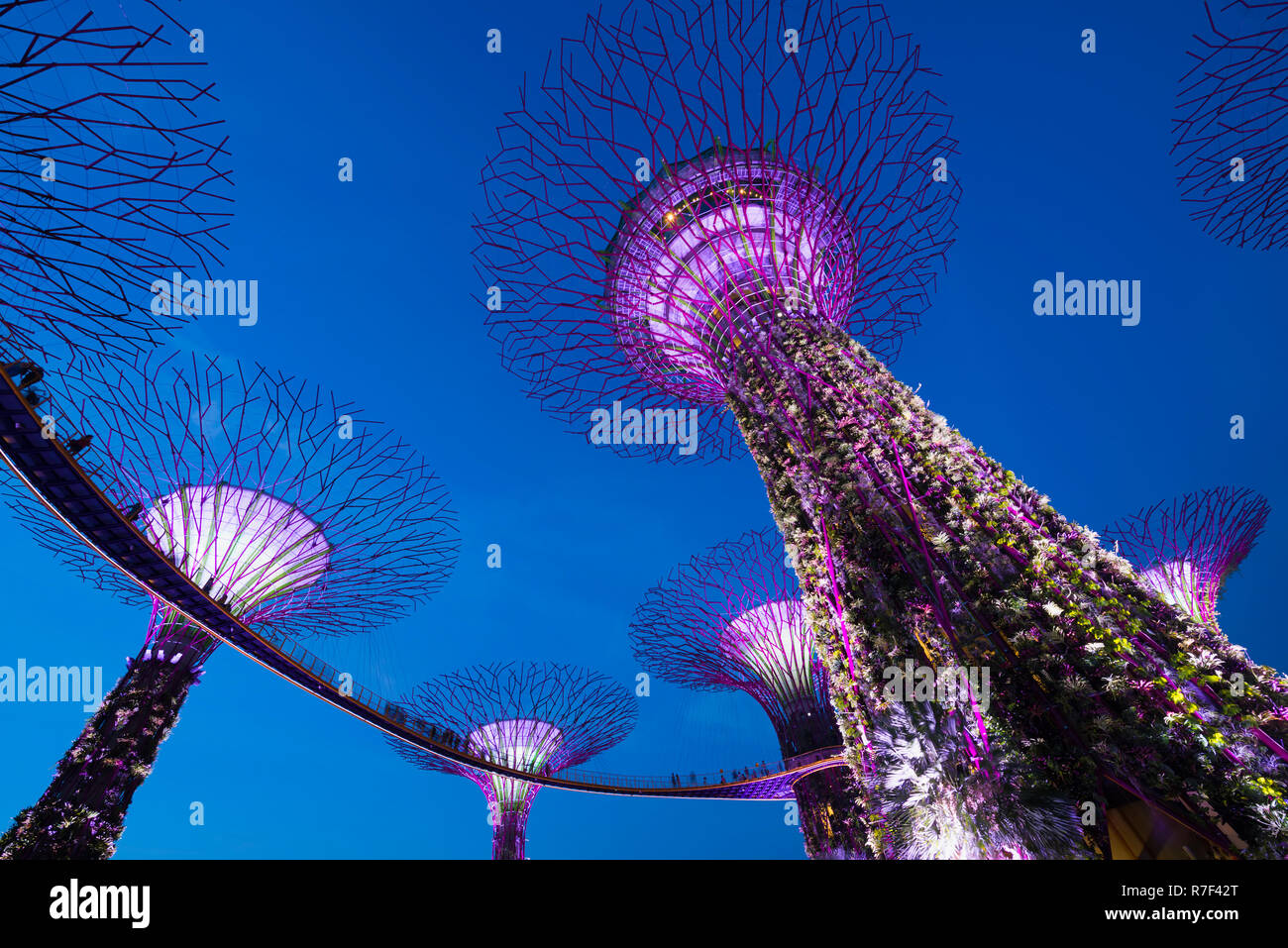 Supertrees, Gardens by the Bay, at night, Singapore Stock Photo - Alamy