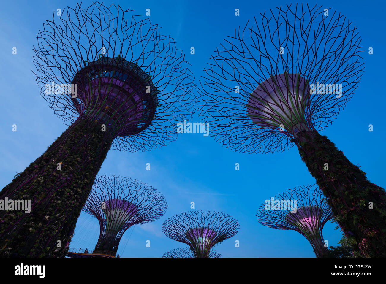 Supertrees, Gardens by the Bay, at night, Singapore Stock Photo - Alamy