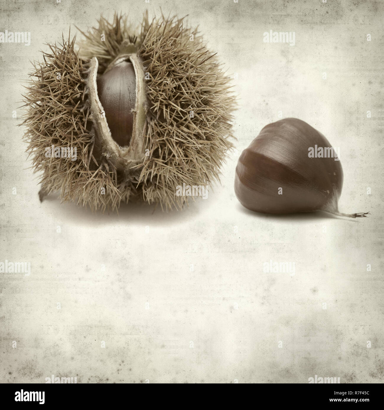 textured old paper background with sweet chestnut Stock Photo - Alamy