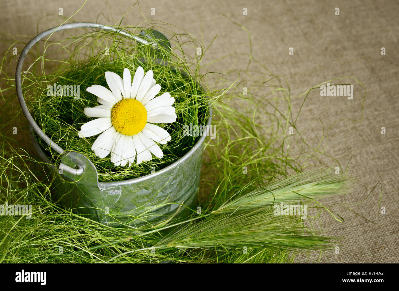 Daisy in a bucket on canvas background Stock Photo - Alamy