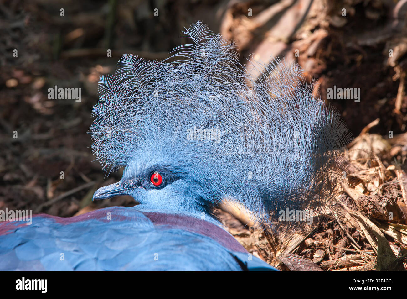 Western Crowned Pigeon or Common Crowned Pigeon (Goura cristata), Bali ...
