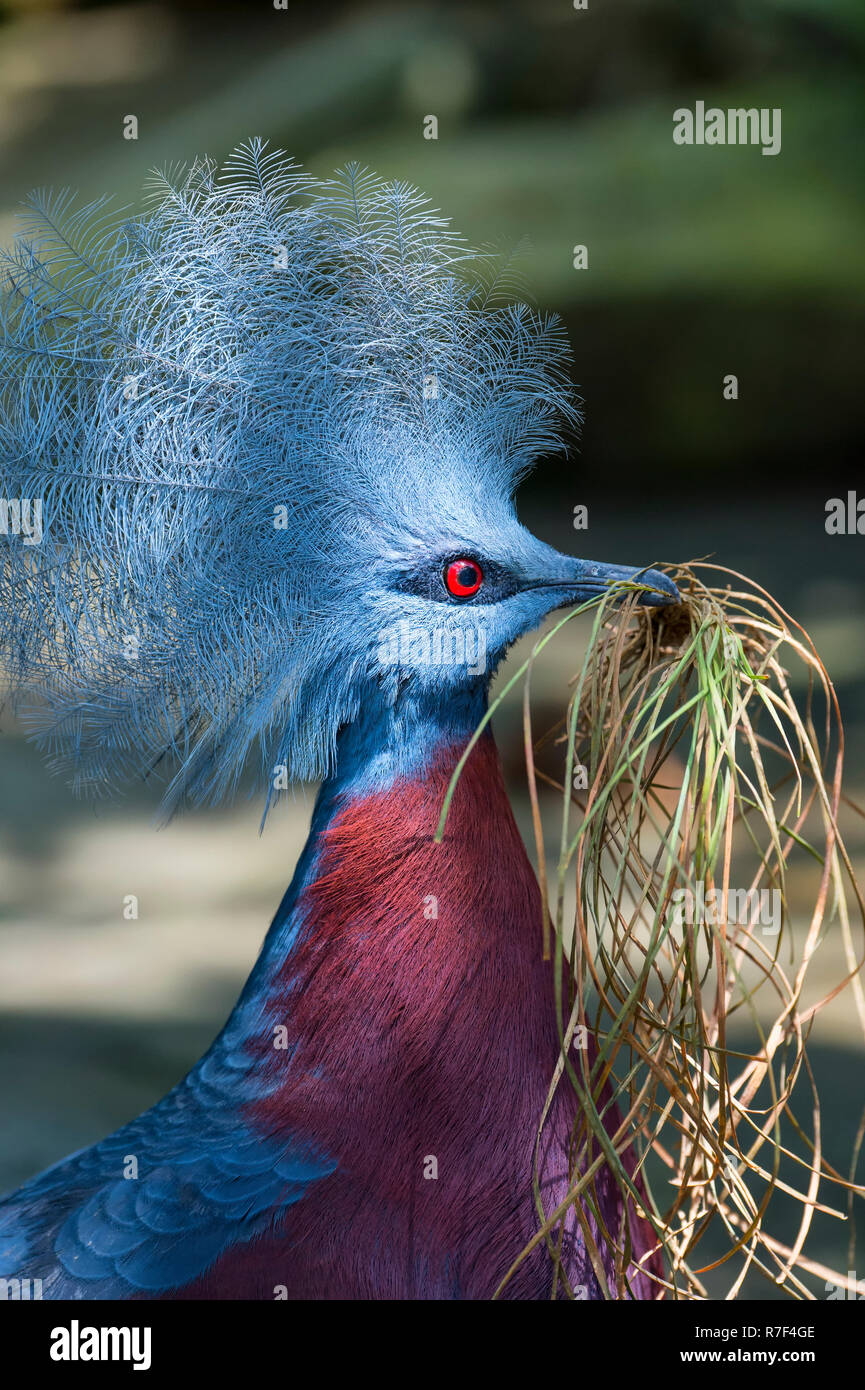Western Crowned Pigeon or Common Crowned Pigeon (Goura cristata), Bali ...