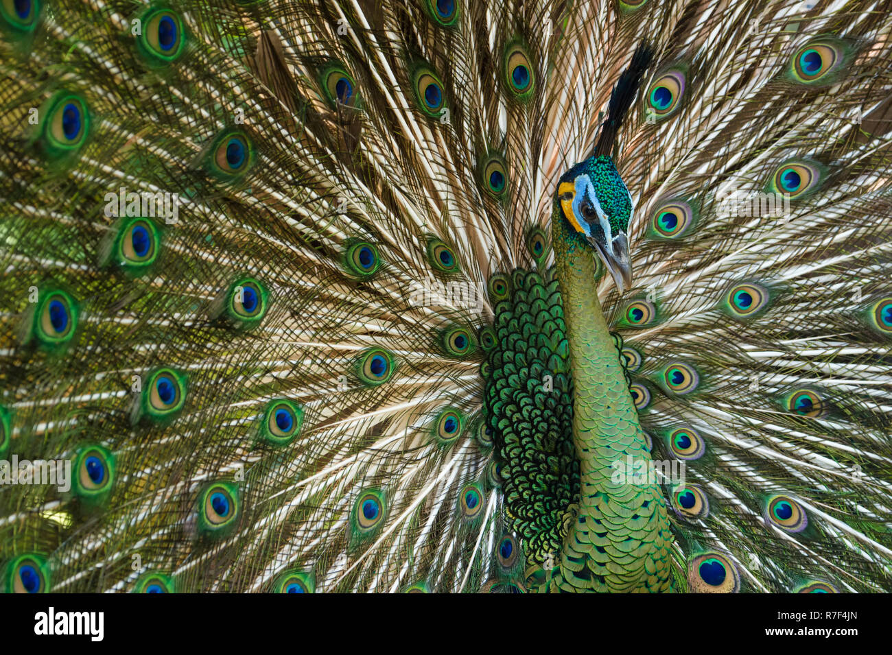 Green peafowl hi-res stock photography and images - Alamy