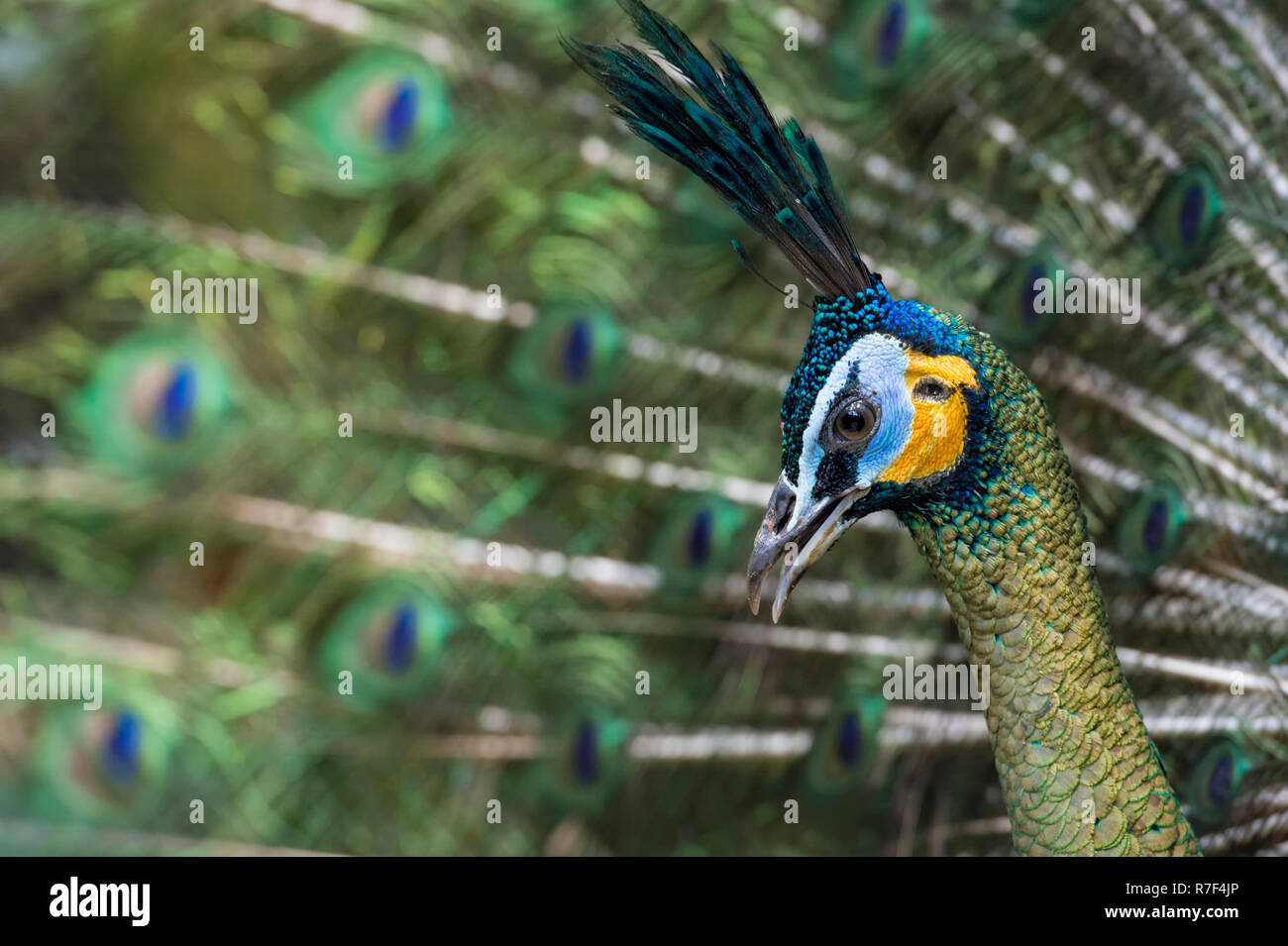 Green peafowl hi-res stock photography and images - Alamy