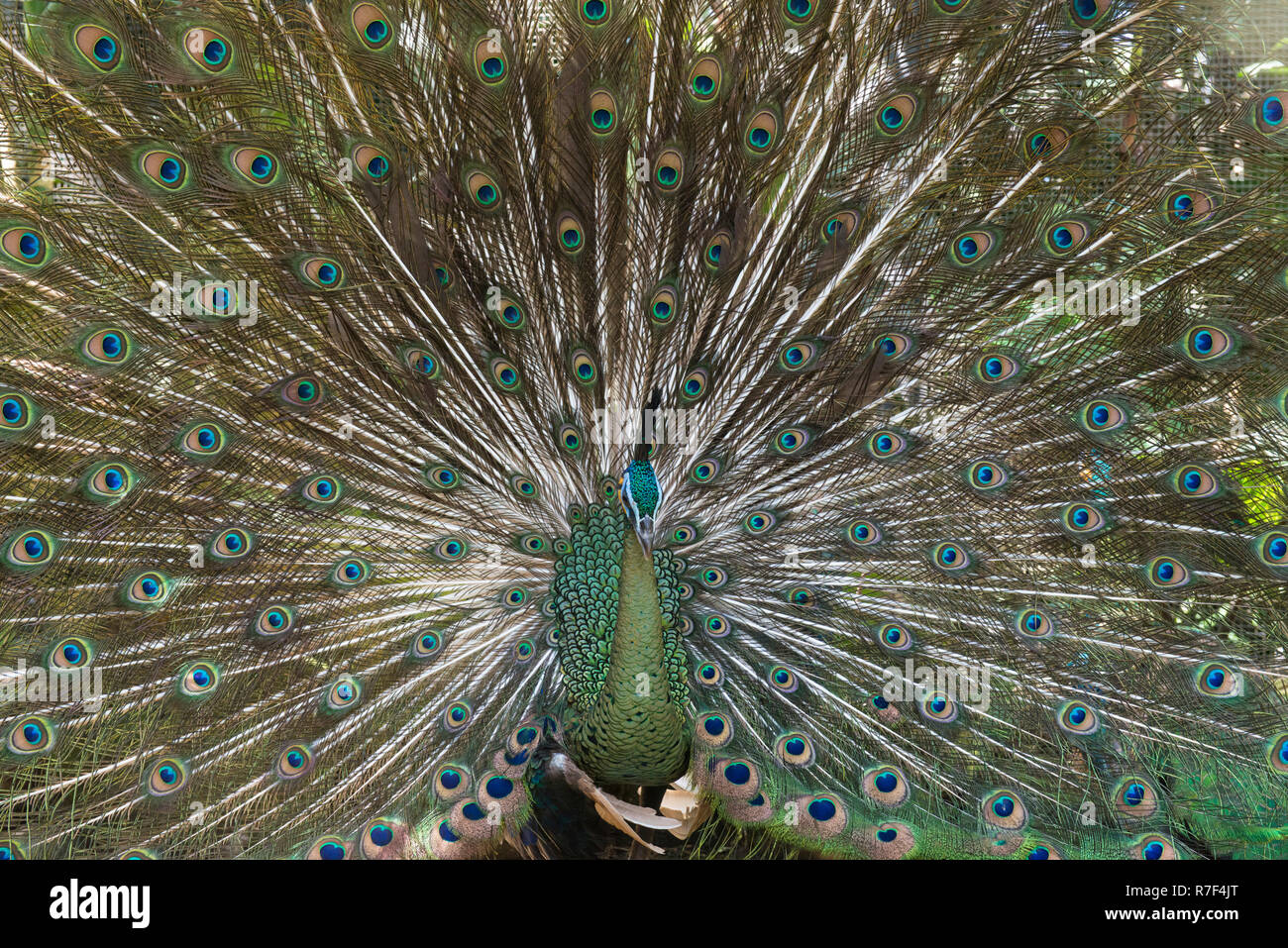 Green peafowl hi-res stock photography and images - Alamy