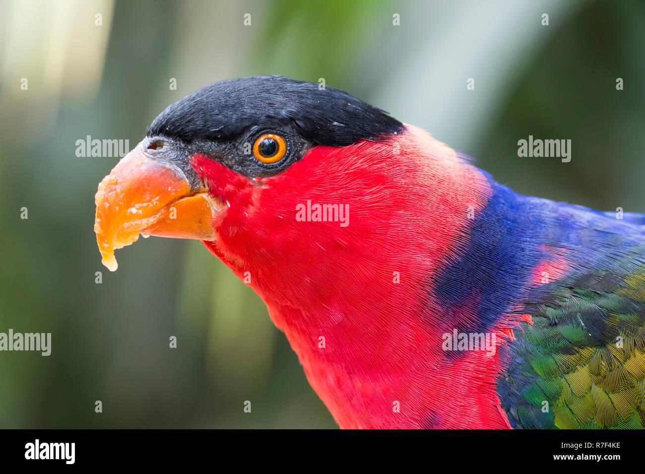 Black-capped Lory (Lorius lory), Bali Bird Park, Bali, Indonesia Stock ...