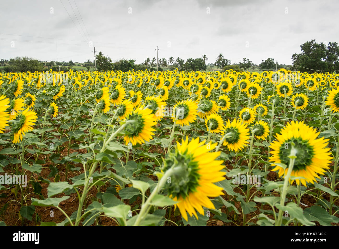 Sunflowers India High Resolution Stock Photography and Images - Alamy