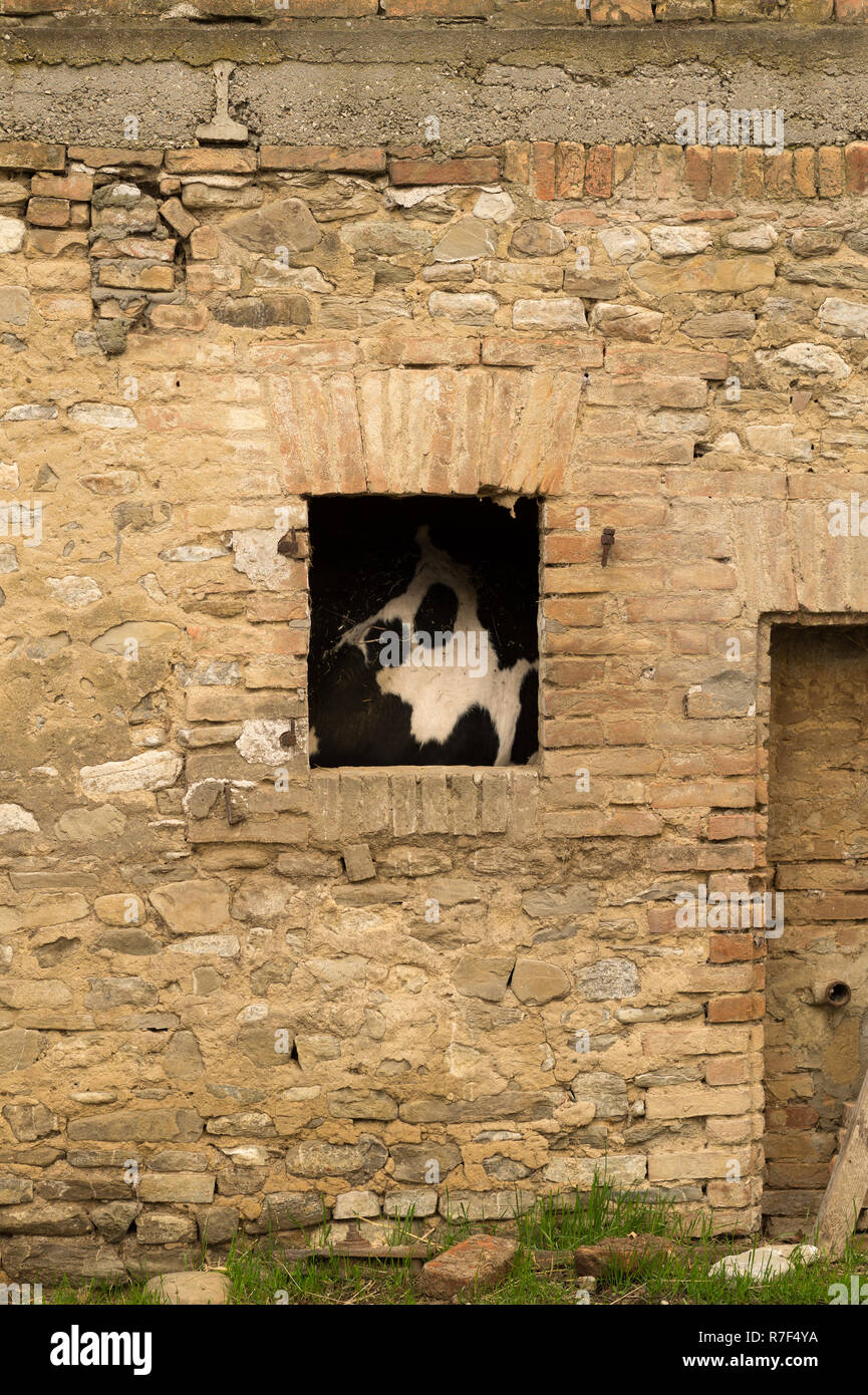 A small window shows a cow inside the barn Stock Photo - Alamy