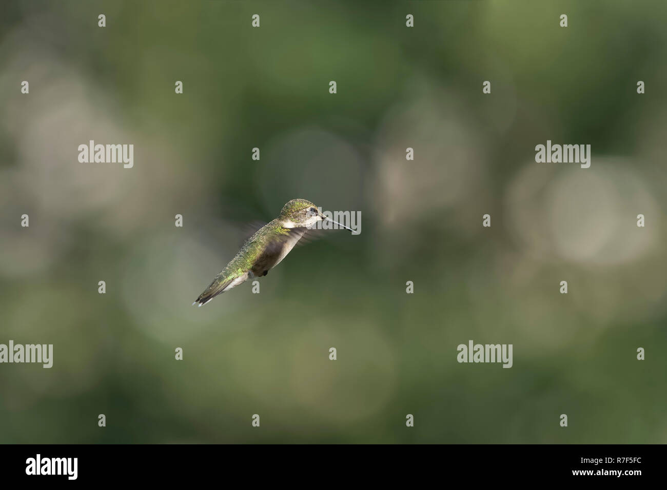 Ruby-throated Hummingbird in flight Stock Photo - Alamy
