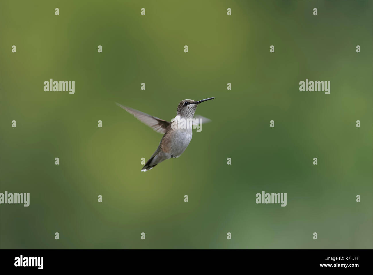 Juvenile male ruby throated hummingbird hi-res stock photography and ...