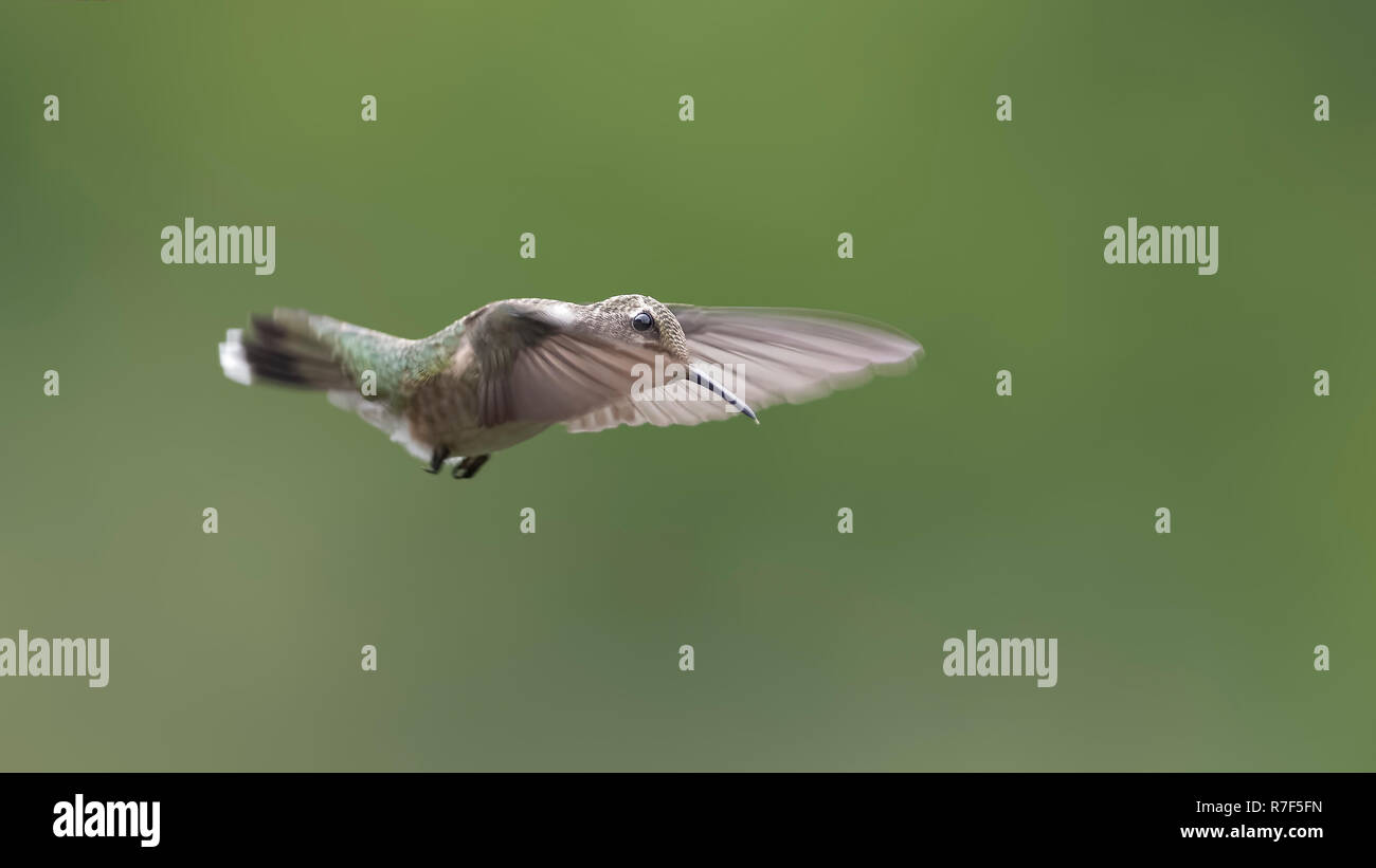 Ruby-throated Hummingbird in flight Stock Photo - Alamy
