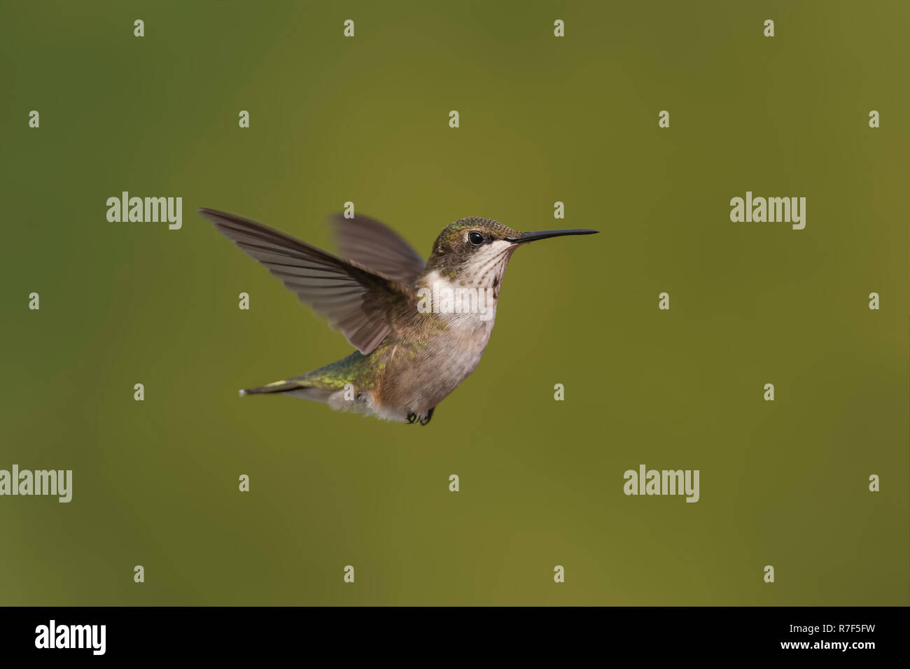 Juvenile male ruby throated hummingbird hi-res stock photography and ...