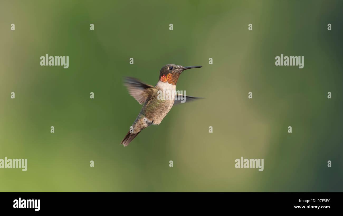 Adult male Ruby-throated Hummingbird in flight Stock Photo - Alamy