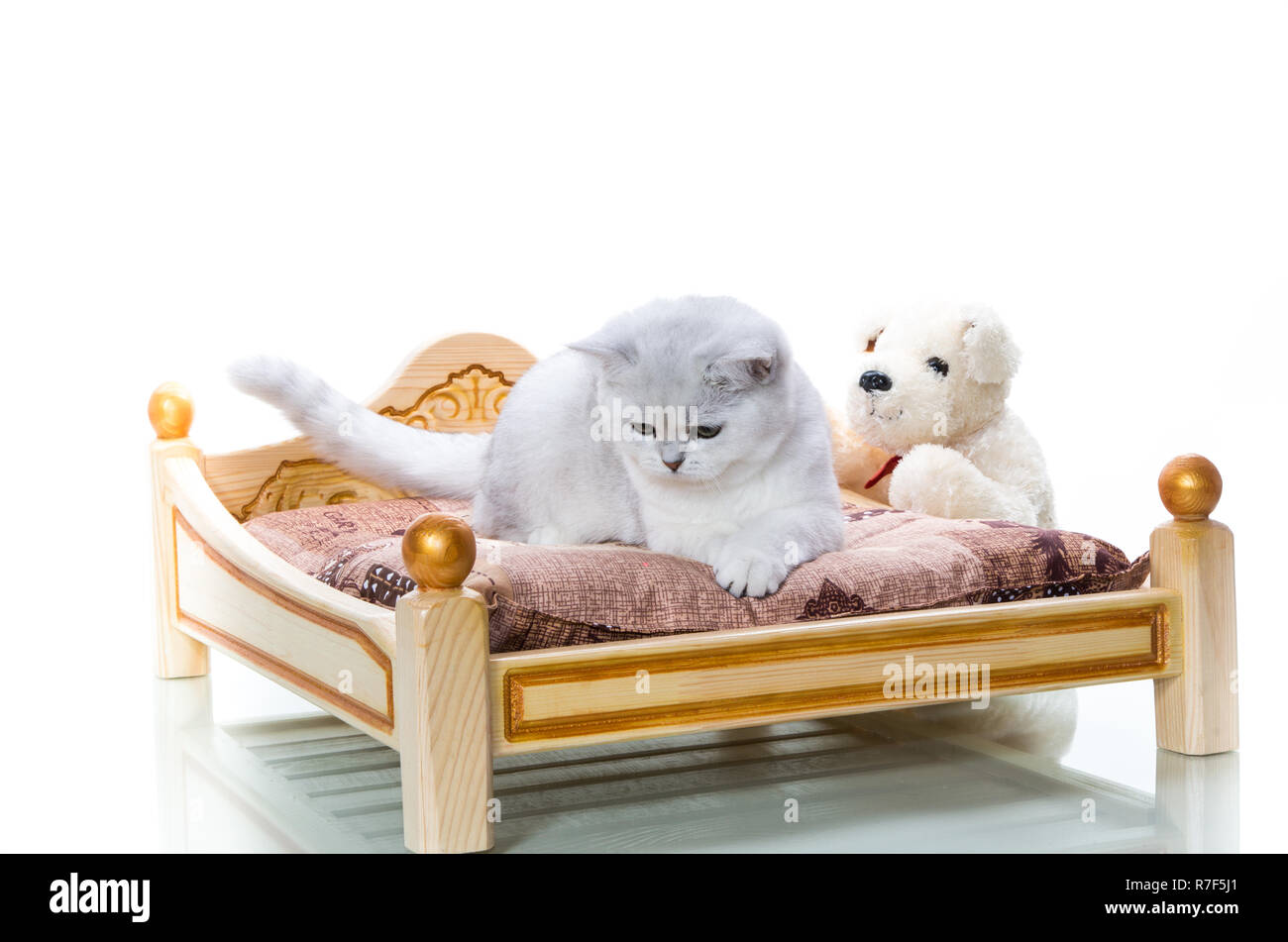 beautiful young cat breed Scottish chinchilla straight Stock Photo - Alamy