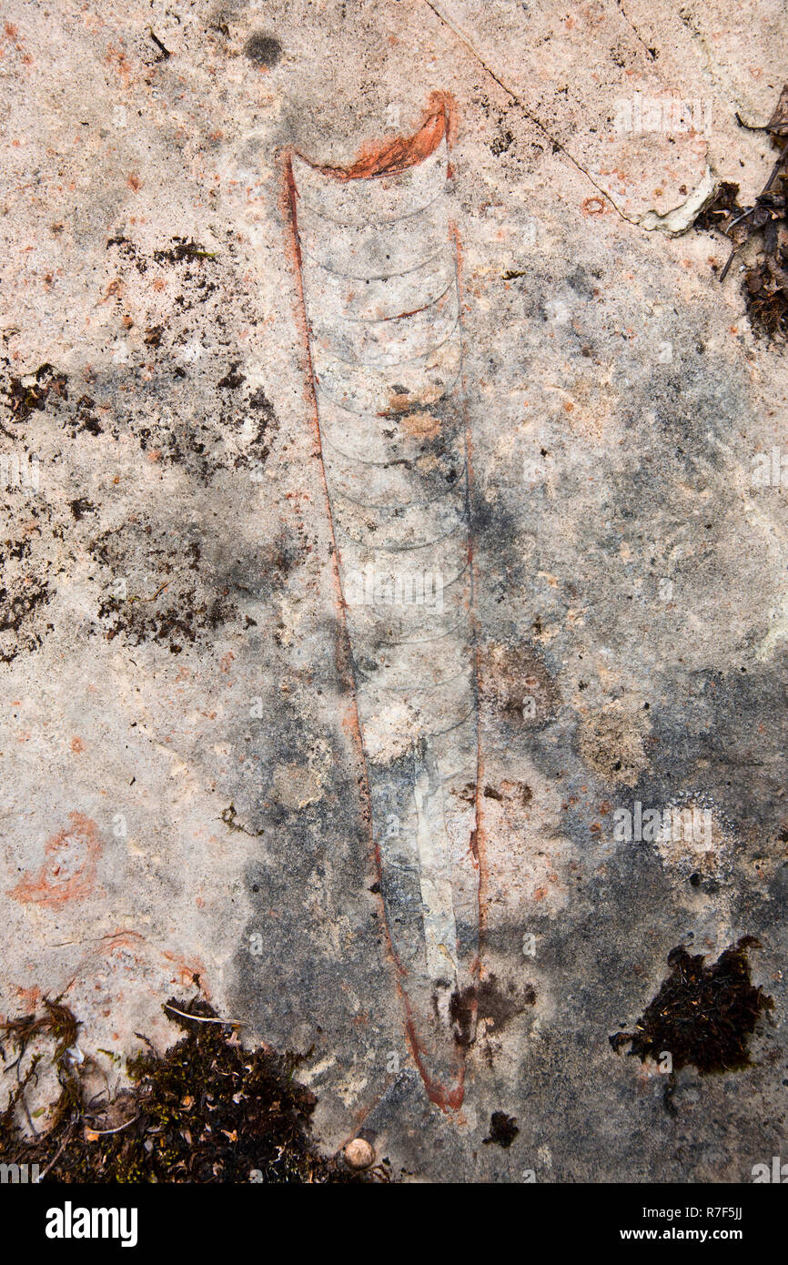 Shell fossil in a rock hi-res stock photography and images - Alamy