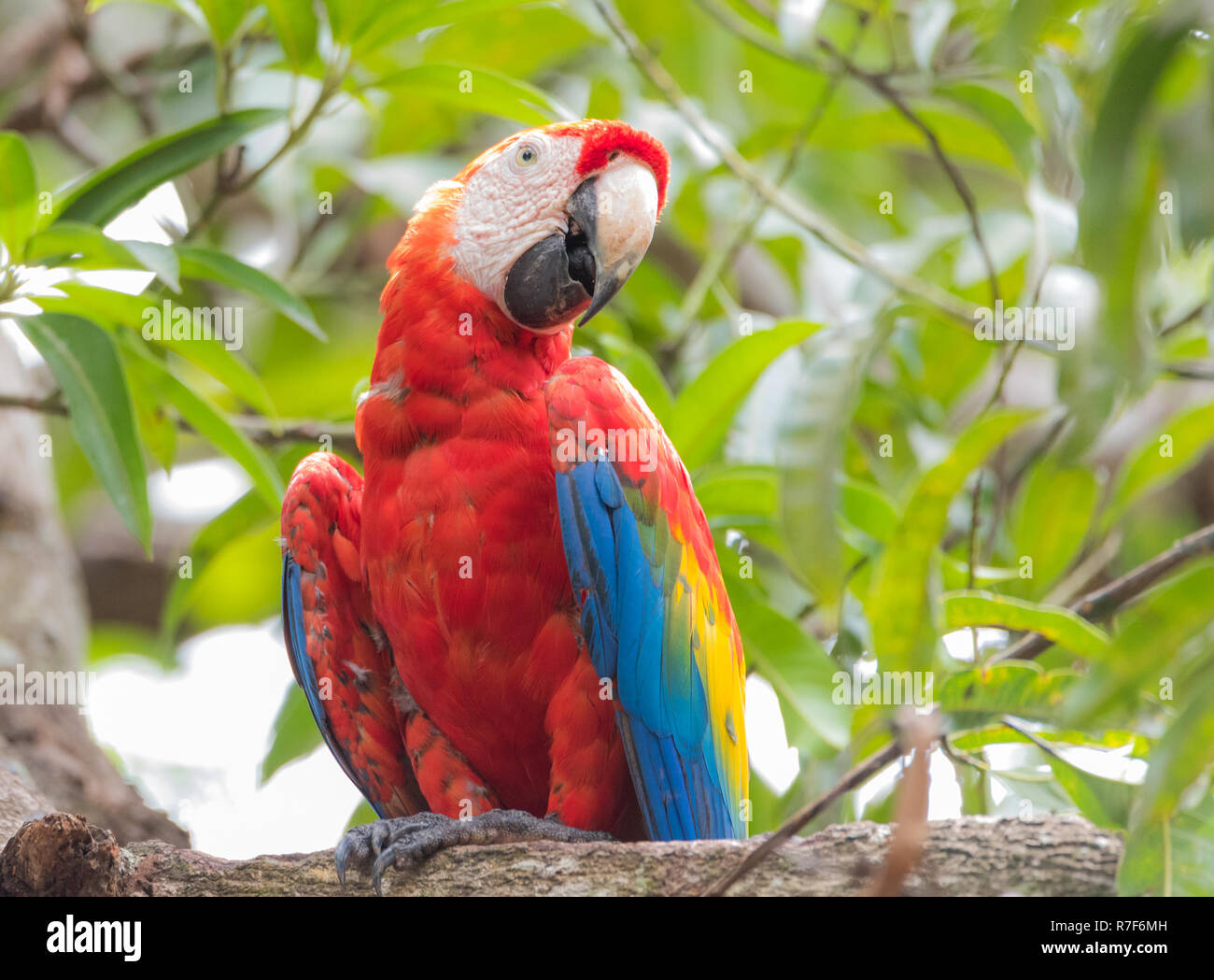 Scarlet macaw (Ara macao), large red, yellow, and blue Central and ...