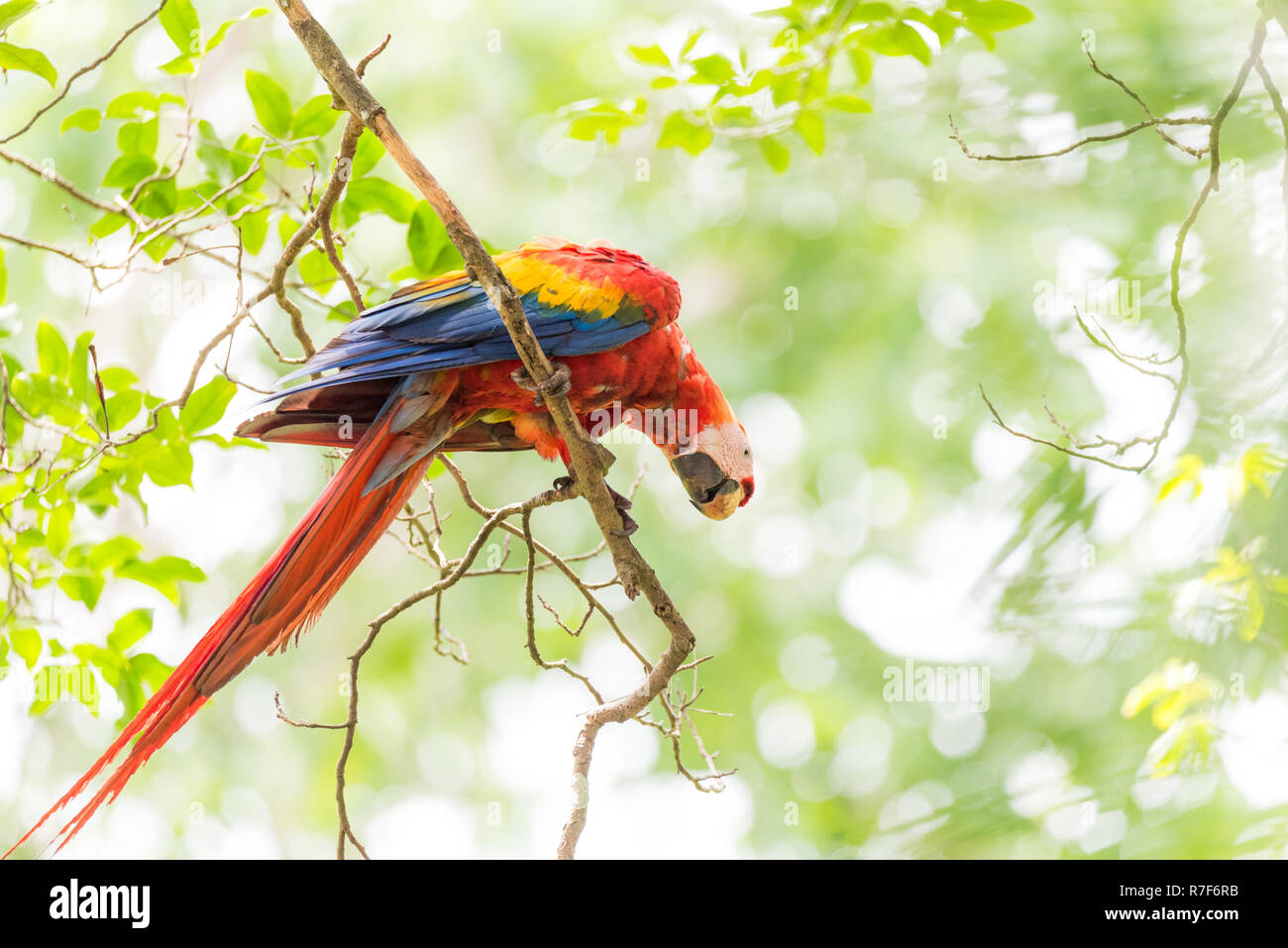 Scarlet macaw (Ara macao), large red, yellow, and blue Central and ...