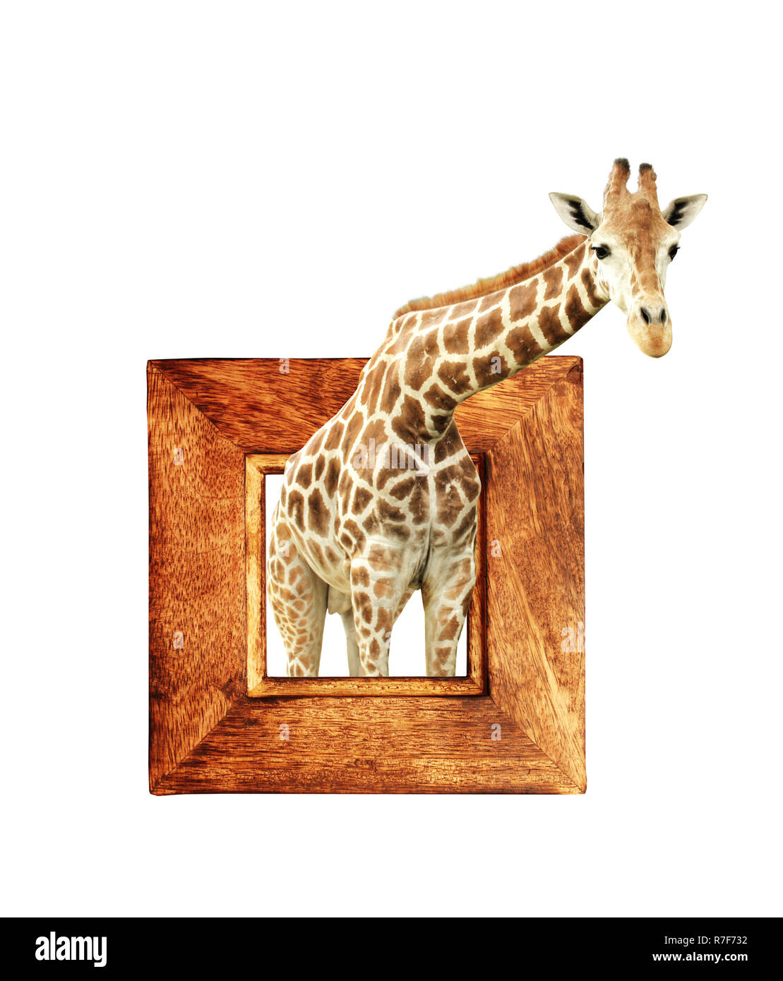 Giraffe in wooden frame with 3d effect. Isolated on white background ...