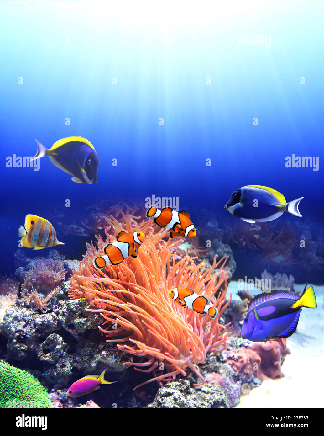 Blue Tang And Clown Fish Compatibility