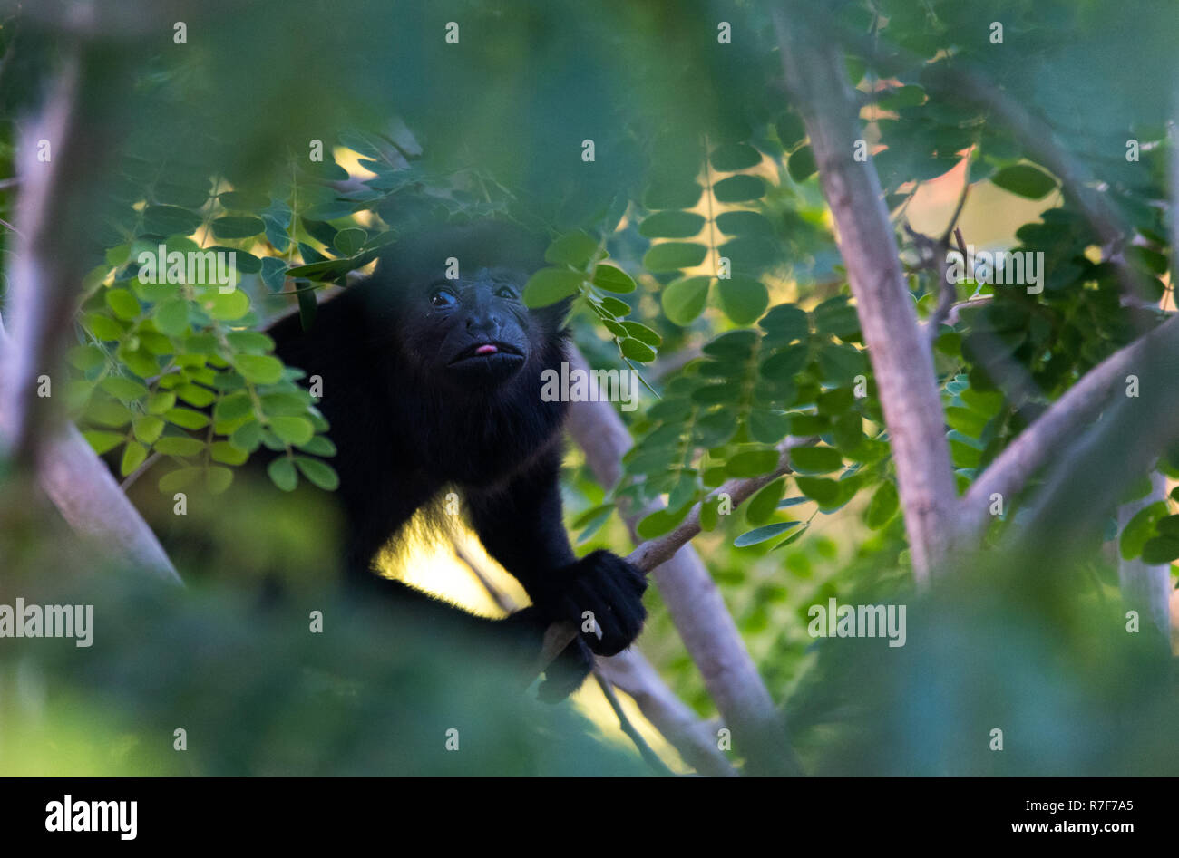 Black Howler monkey, genus Alouatta monotypic in subfamily Alouattinae ...