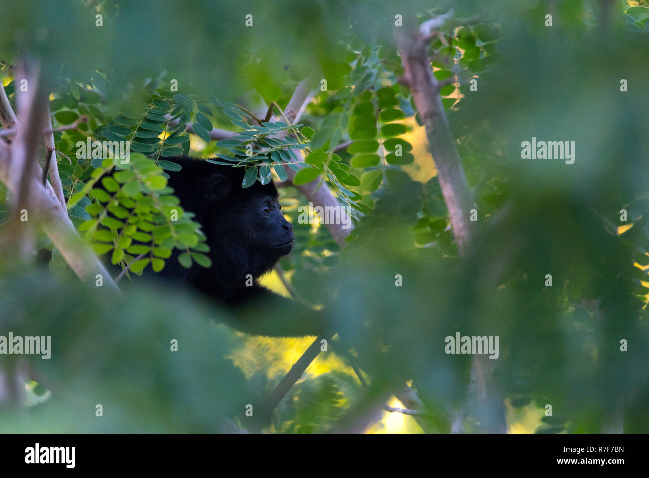 Black Howler monkey, genus Alouatta monotypic in subfamily Alouattinae ...