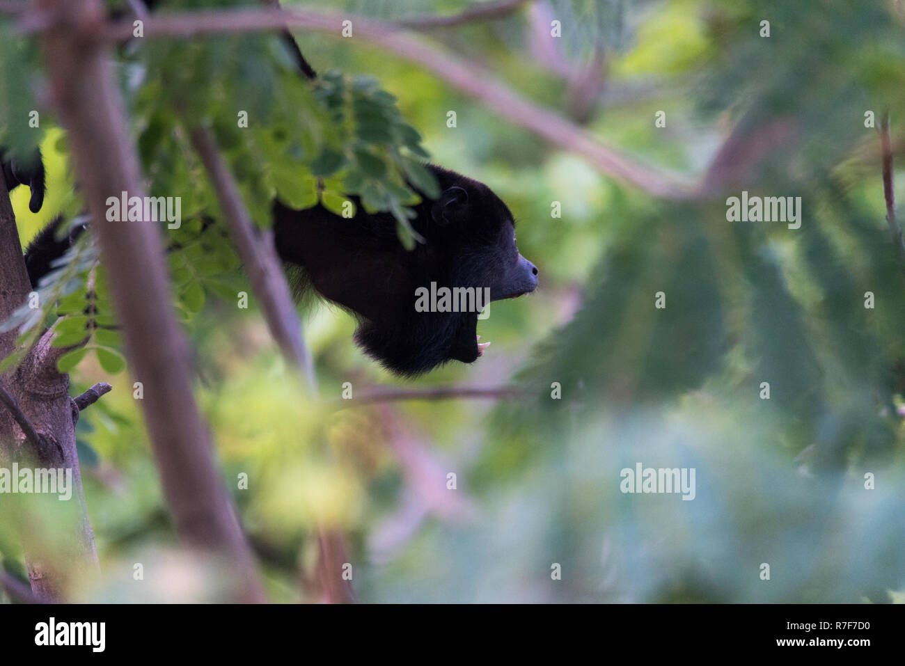 Face of howler monkey hi-res stock photography and images - Alamy