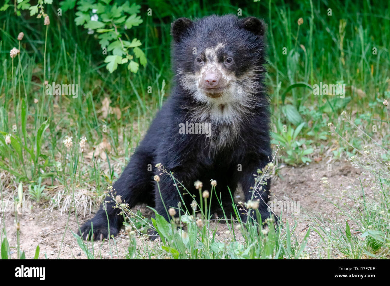 Spectacled bear, Andean bear (Tremarctos ornatus) young animal climbing ...