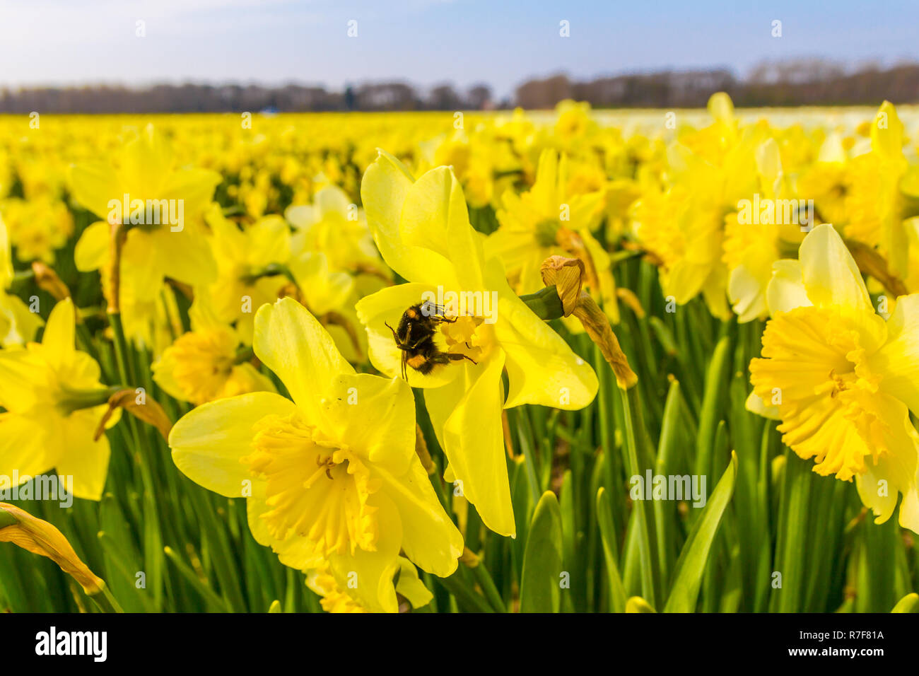 yellow dutch daffodil flowers close up low angle of view with blue sky ...