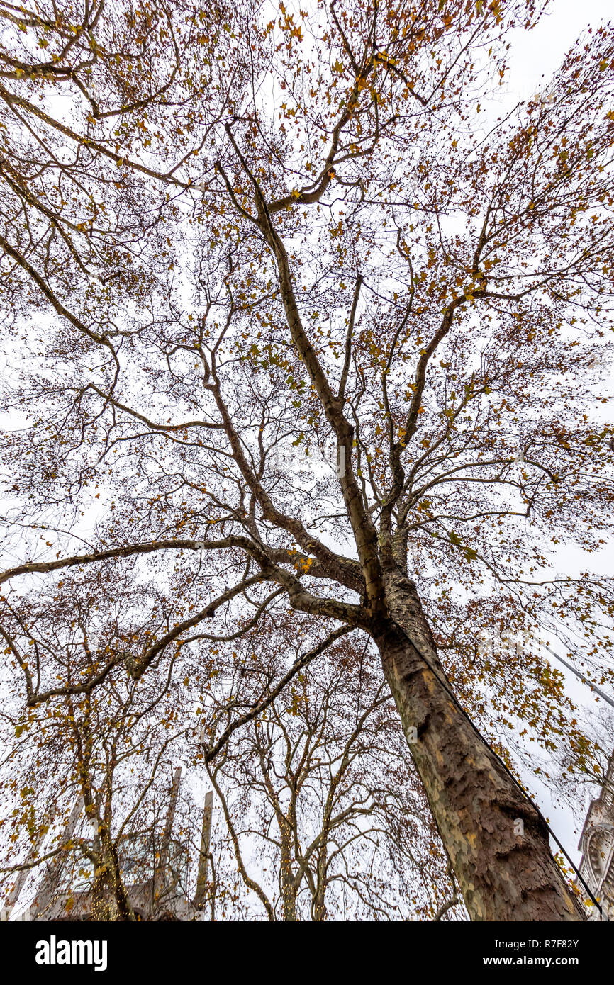 Plane trees, London. UK Stock Photo - Alamy